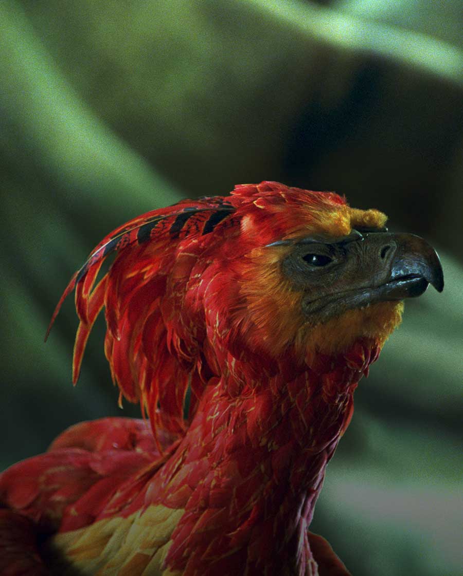 Fox The Phoenix Harry Potter