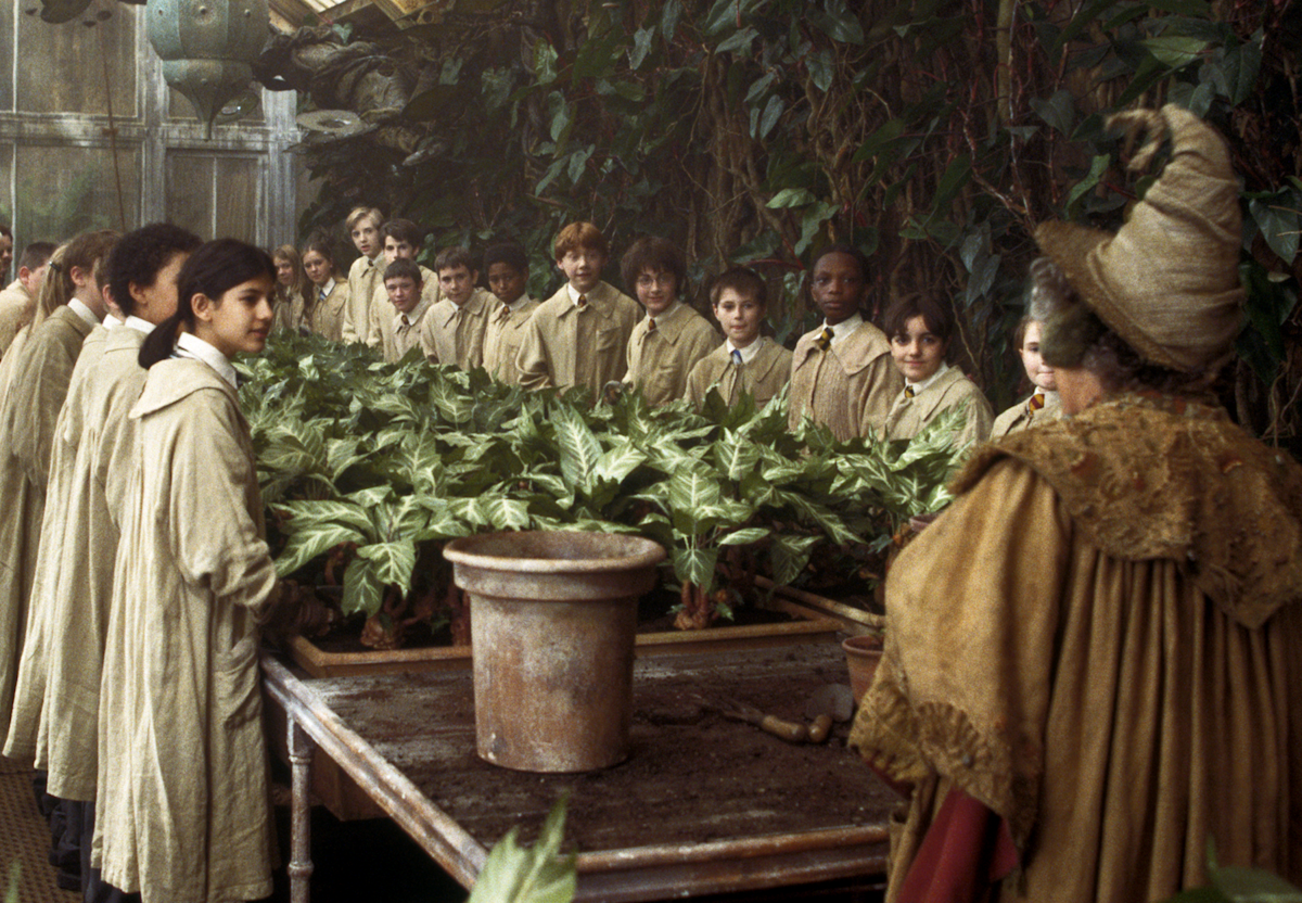 Mandrake Restorative Draught | Official Harry Potter Encyclopedia