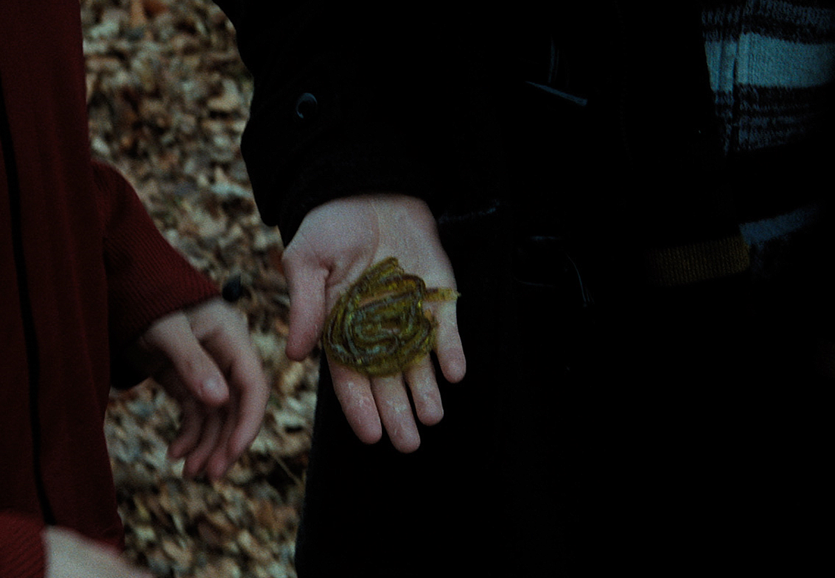 Gillyweed | Official Harry Potter Encyclopedia