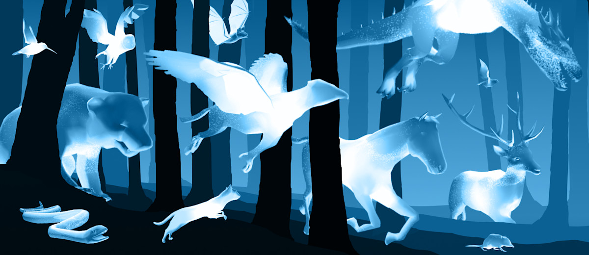 Harry Potter | What your Patronus says about you: top 10 most popular ...