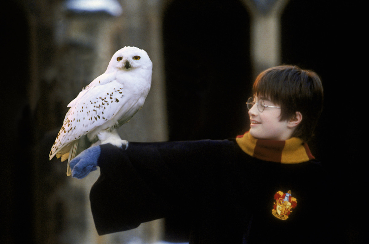 Harry Potter | All the times Hedwig proved she was the queen of sass ...
